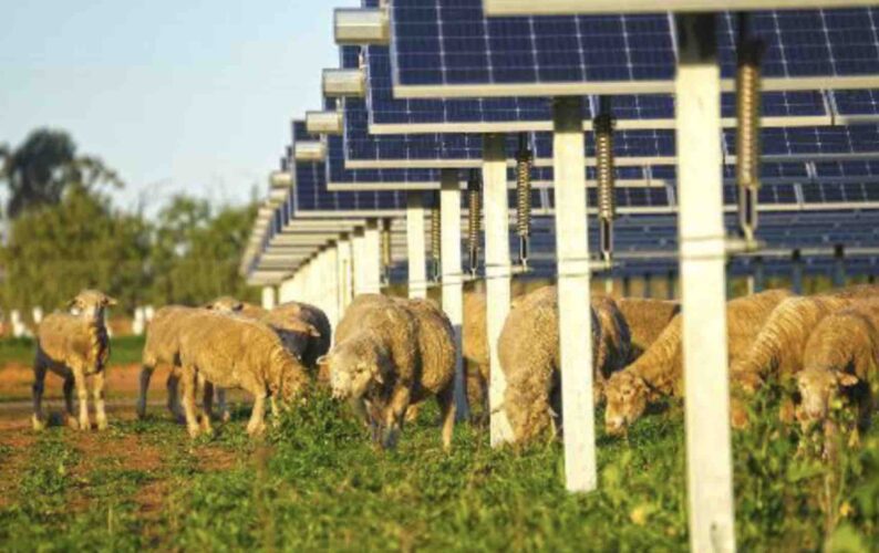 Woolly lawnmowers: The huge solar farm that hosts 2,000 sheep ...