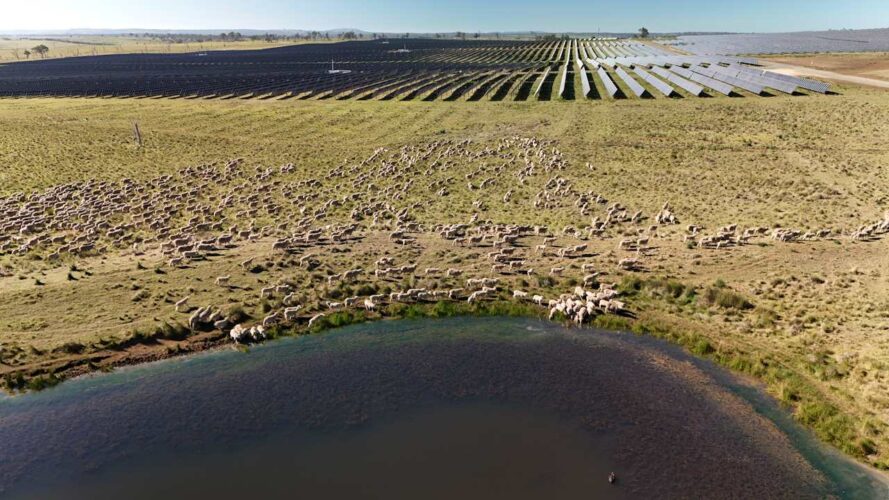Australia's biggest solar farm enjoys less curtailment, but lower ...