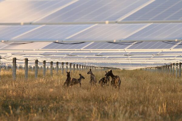 TransGrid spins-off Lumea to cash in on transition to low cost ...