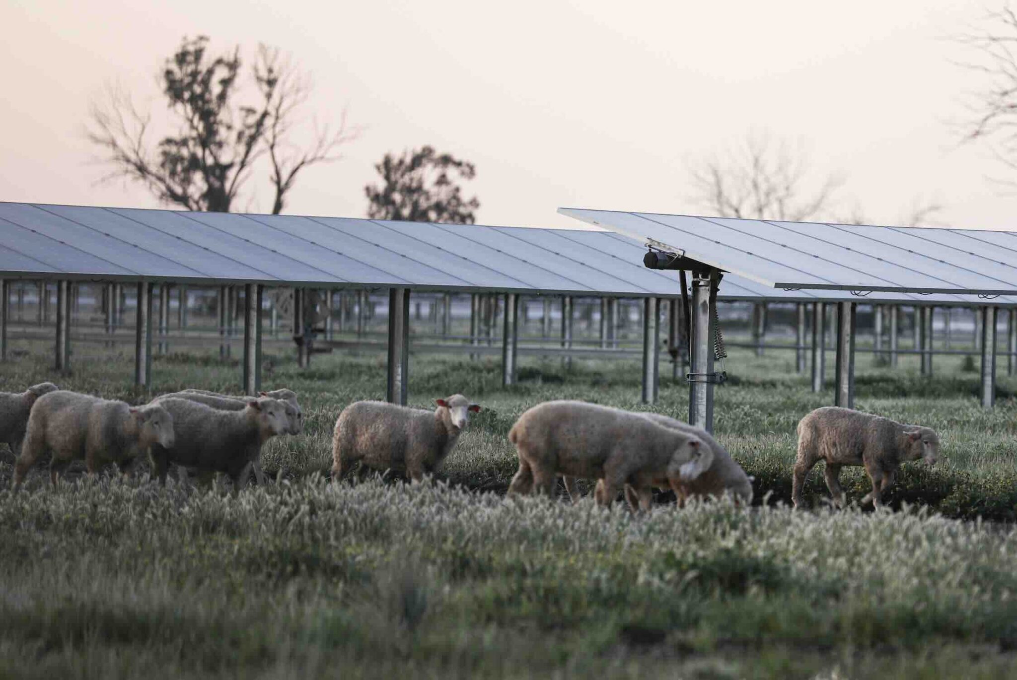 World-first solar tower powered tomato farm opens in Port Augusta ...
