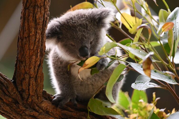 Climate change sticks out like "sore thumb" as Australia's threatened ...